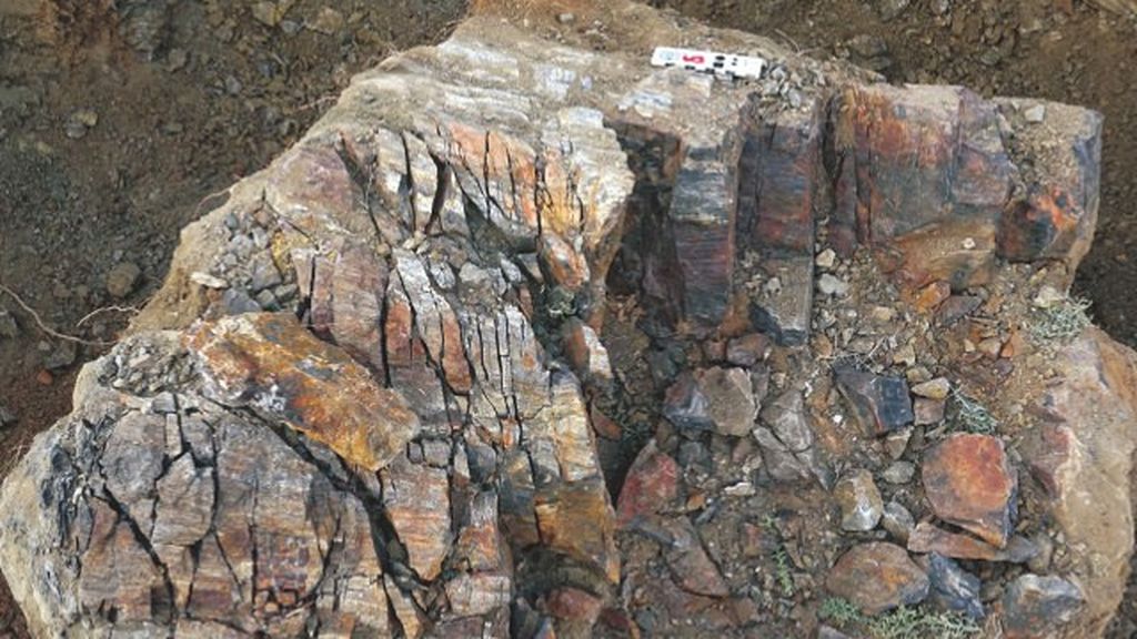 How Earth's earliest trees grew