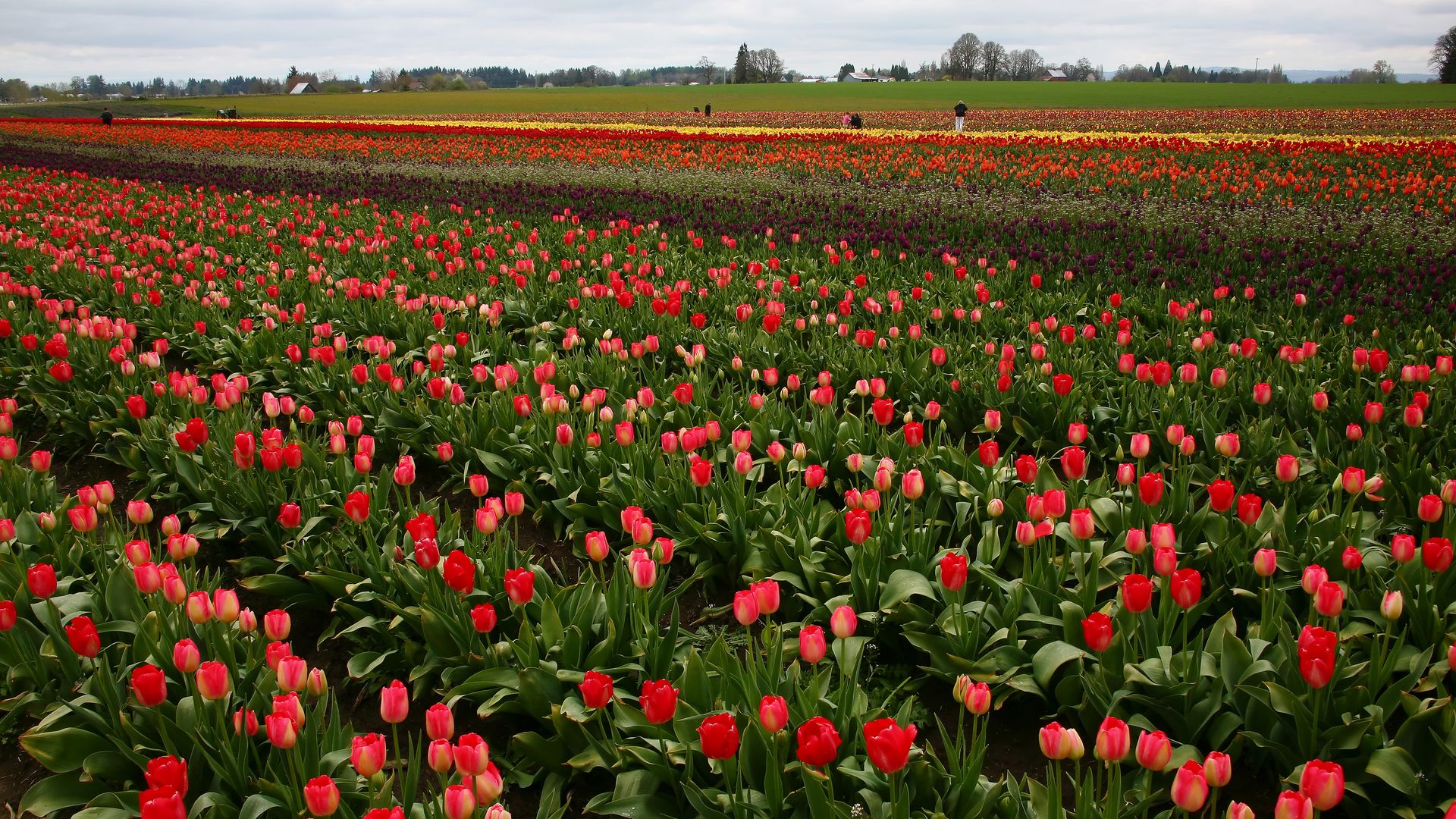 8 must-see spring events in Portland: Festivals, concerts, whale ...