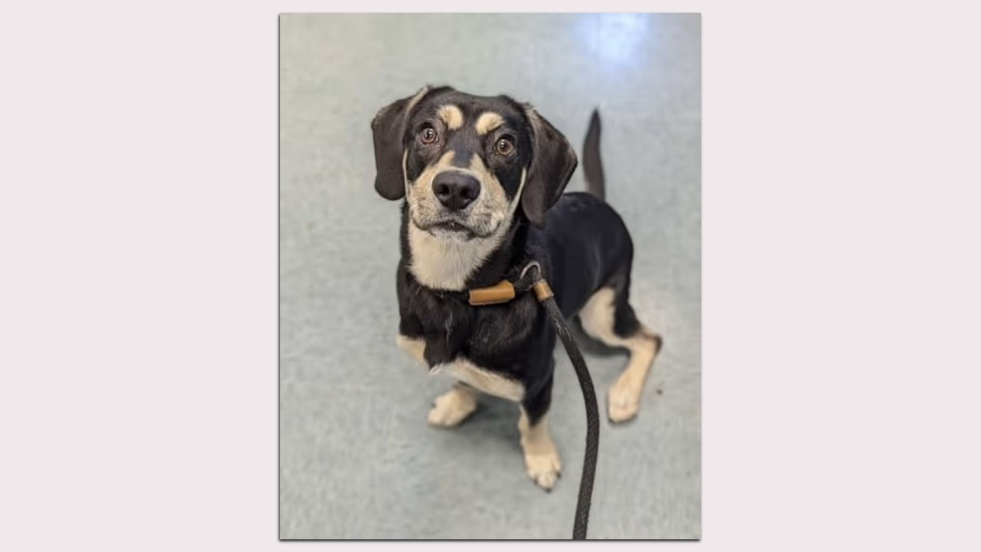 Requests to surrender dogs soar at Richmond's animal shelter - Axios ...