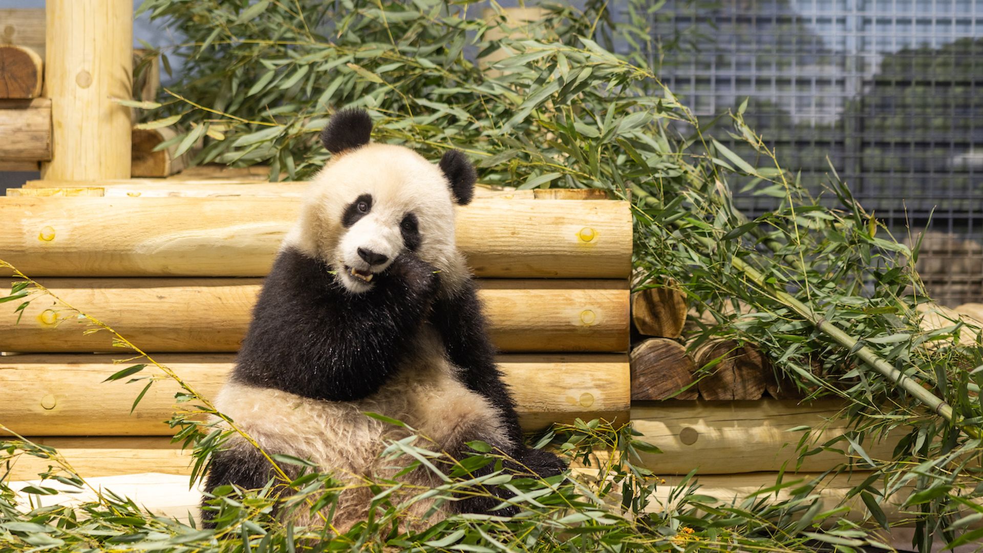 How to see DC's new pandas at the National Zoo before everyone else - Axios Washington D.C.