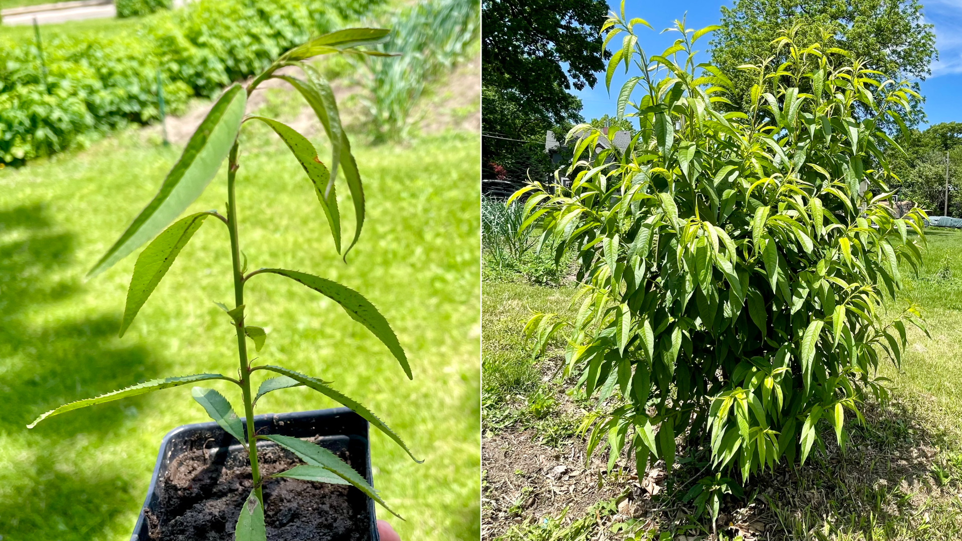 1 peachy thing to go - Axios Des Moines