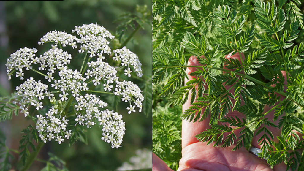 Keep an eye out for poison hemlock, a deadly plant spreading in Central ...