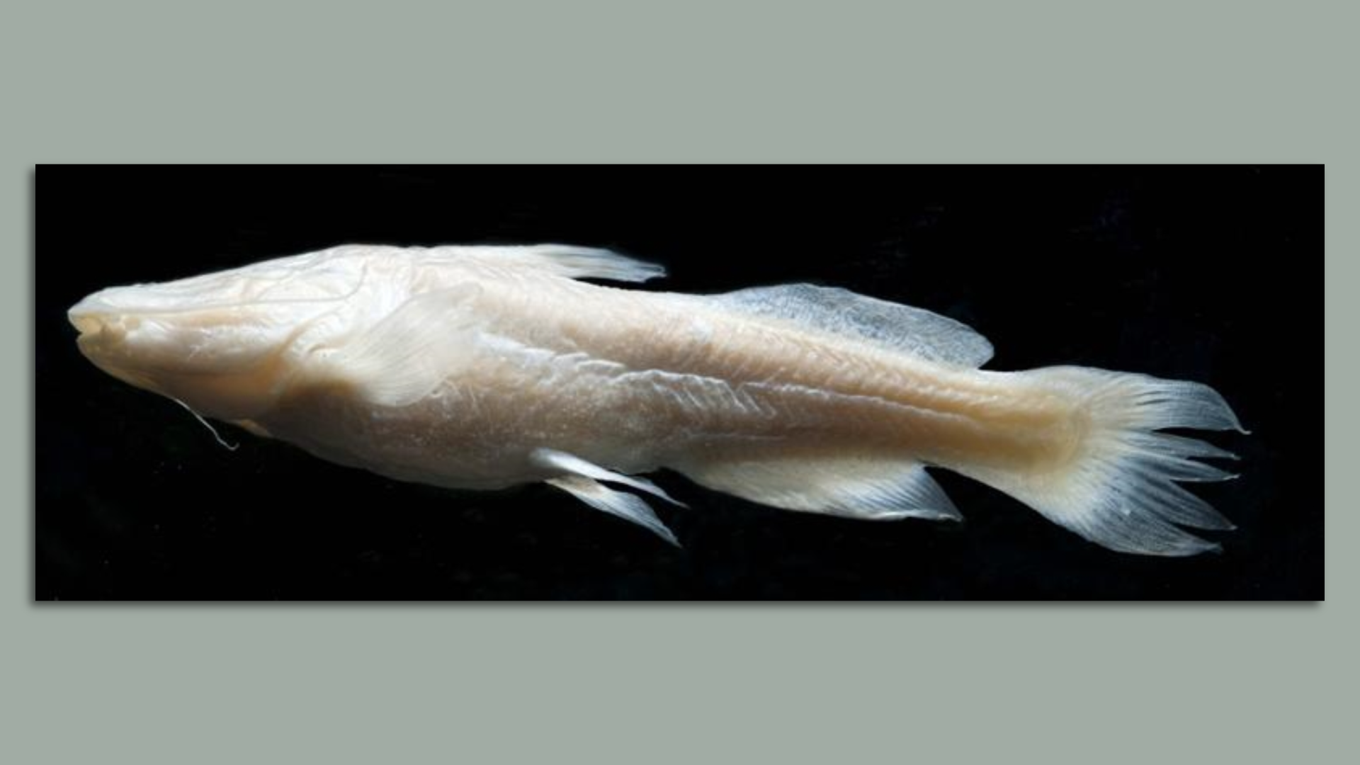 Pushback to list blind catfish as endangered centers on water access ...