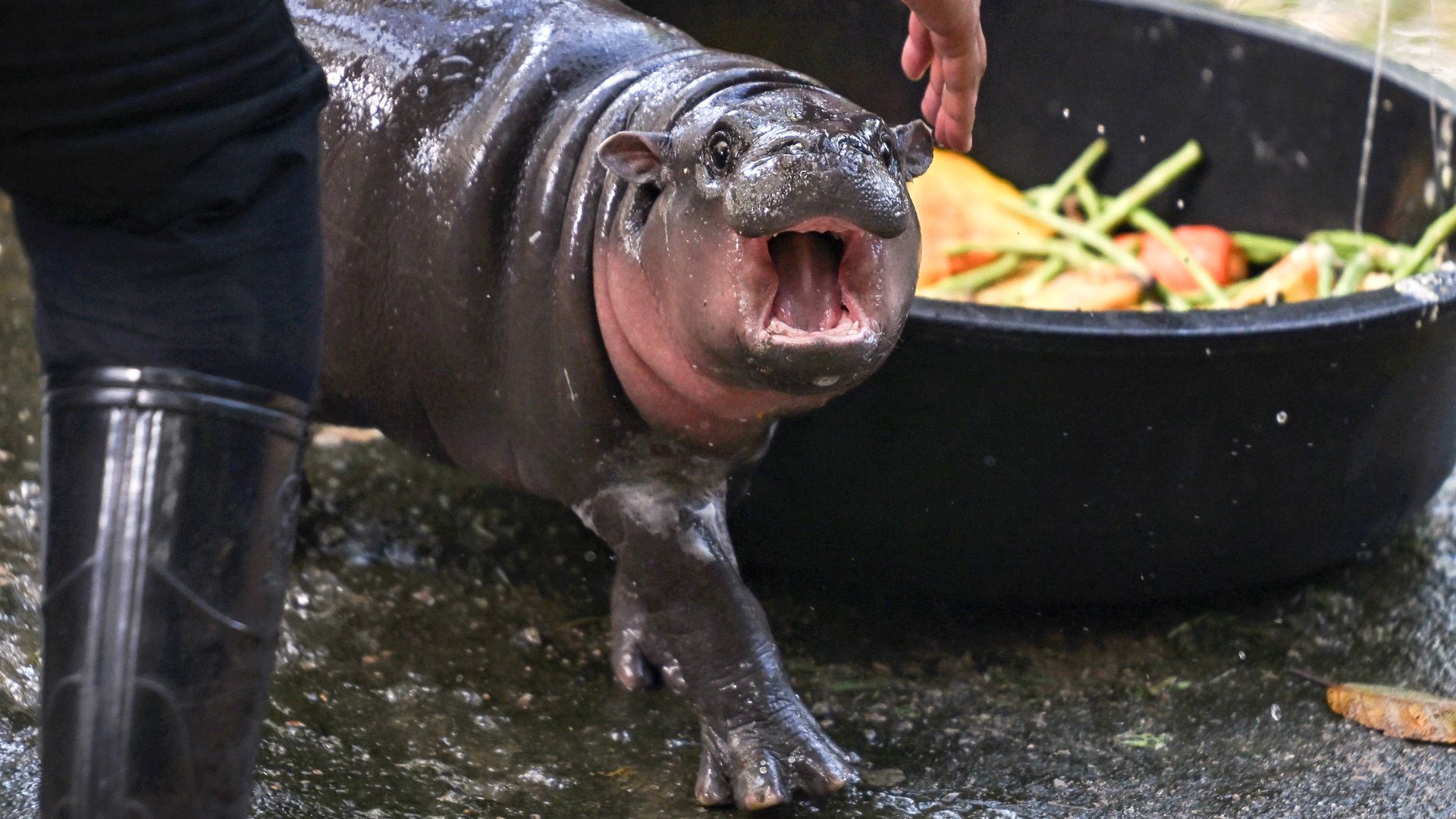 New Moo Deng-inspired Thai restaurant to open in San Antonio - Axios ...