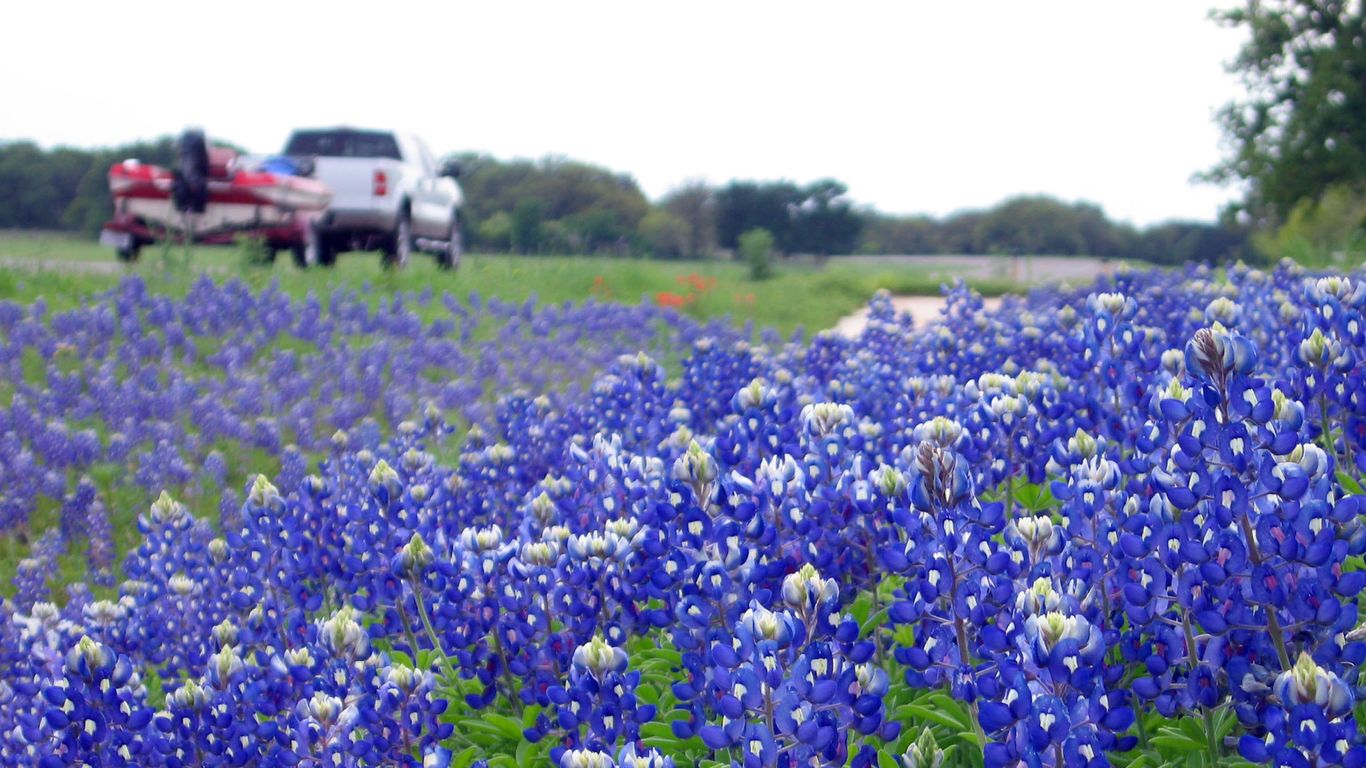 How to capture a perfect bluebonnet photo - Axios Austin