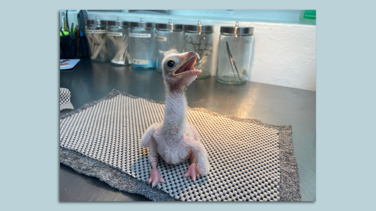 Endangered secretary bird hatches at San Antonio Zoo - Axios San Antonio