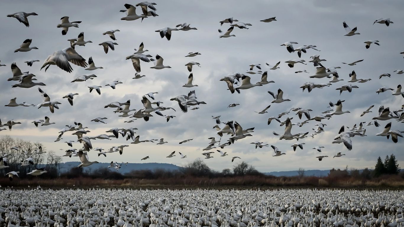 Best birding days are here for Seattle - Axios Seattle