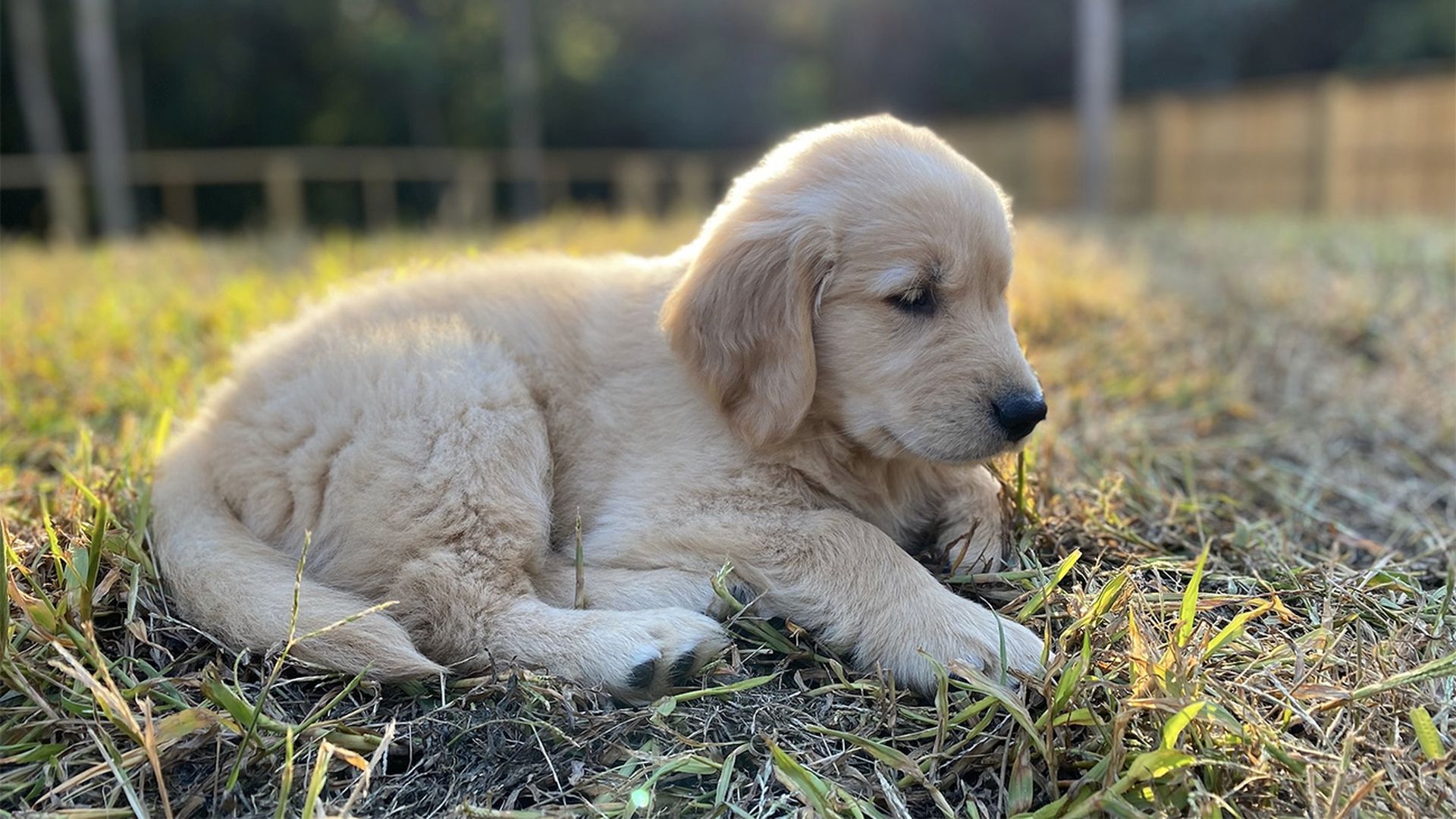 Meet Charlotte’s pandemic pets - Axios Charlotte