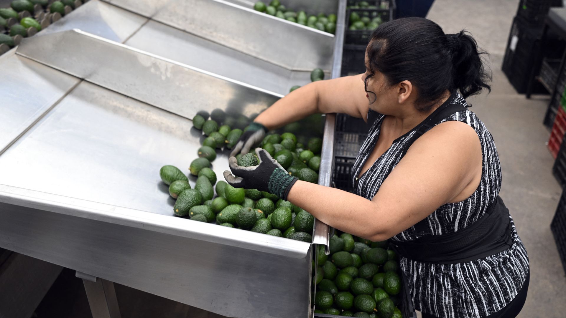 US suspends avocado and mango inspections in Mexico
