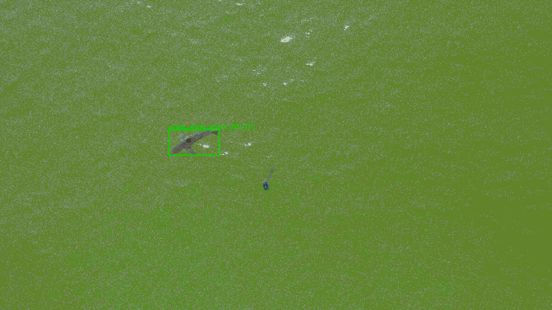 Artificial intelligence helps track sharks in the ocean