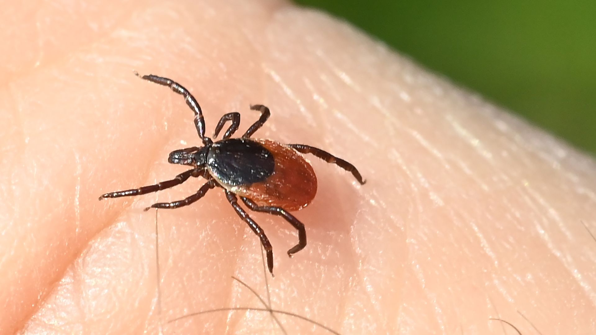 What to know about ticks and Lyme disease in Washington state - Axios ...