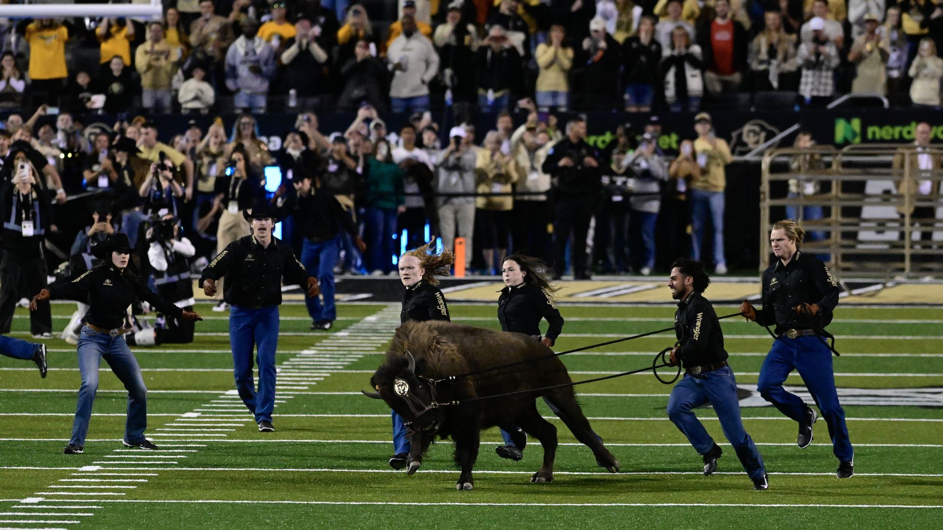 CU Buffs mascot Ralphie gets a new nickname - Axios Boulder