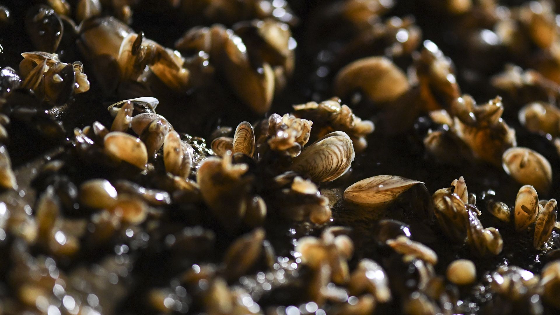 Invasive mussels threaten the Columbia River - Axios Portland