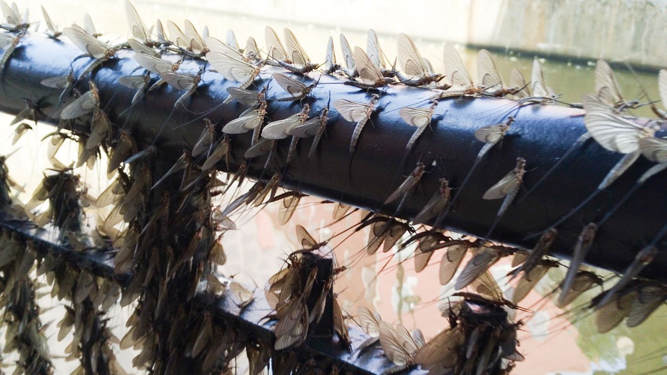 Don't worry, Richmond's mayfly invasion is normal - Axios Richmond