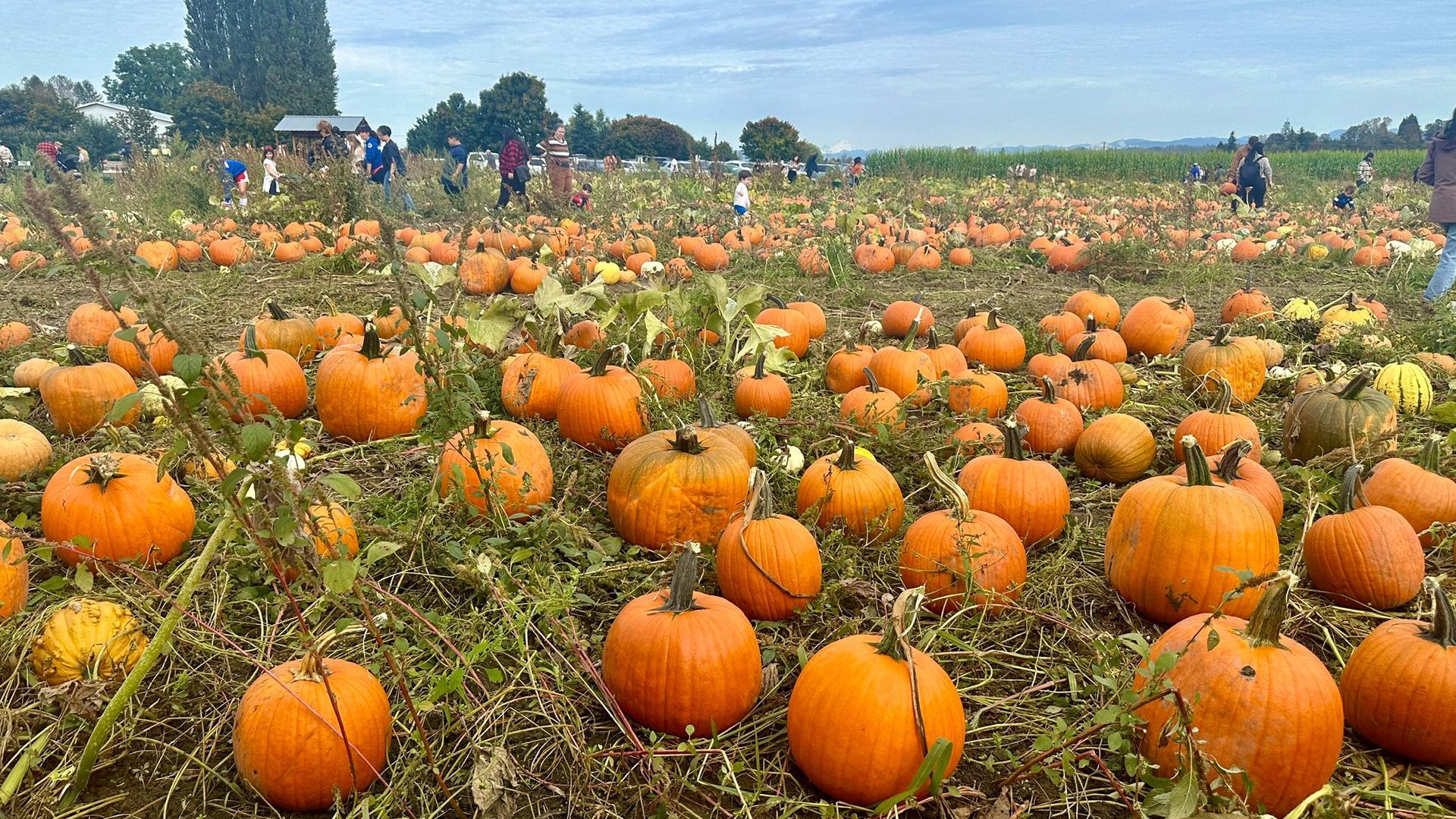 Seattle area farms: Where to get your pumpkins - Axios Seattle