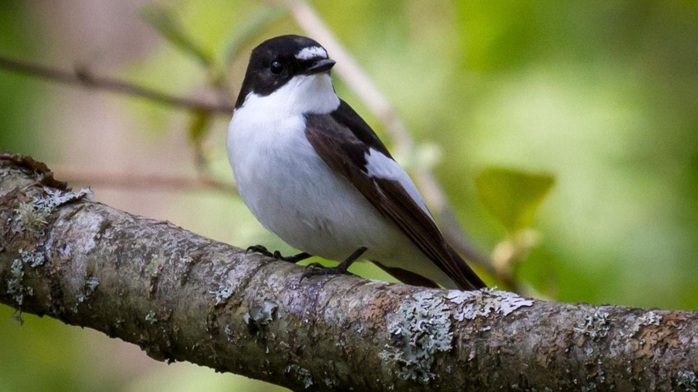 How a bird knows its song