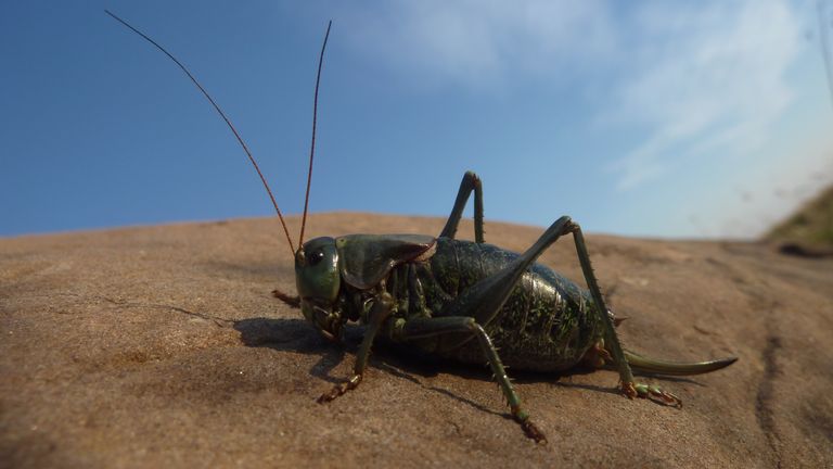 Mormon crickets are invading parts of Colorado - Axios Denver