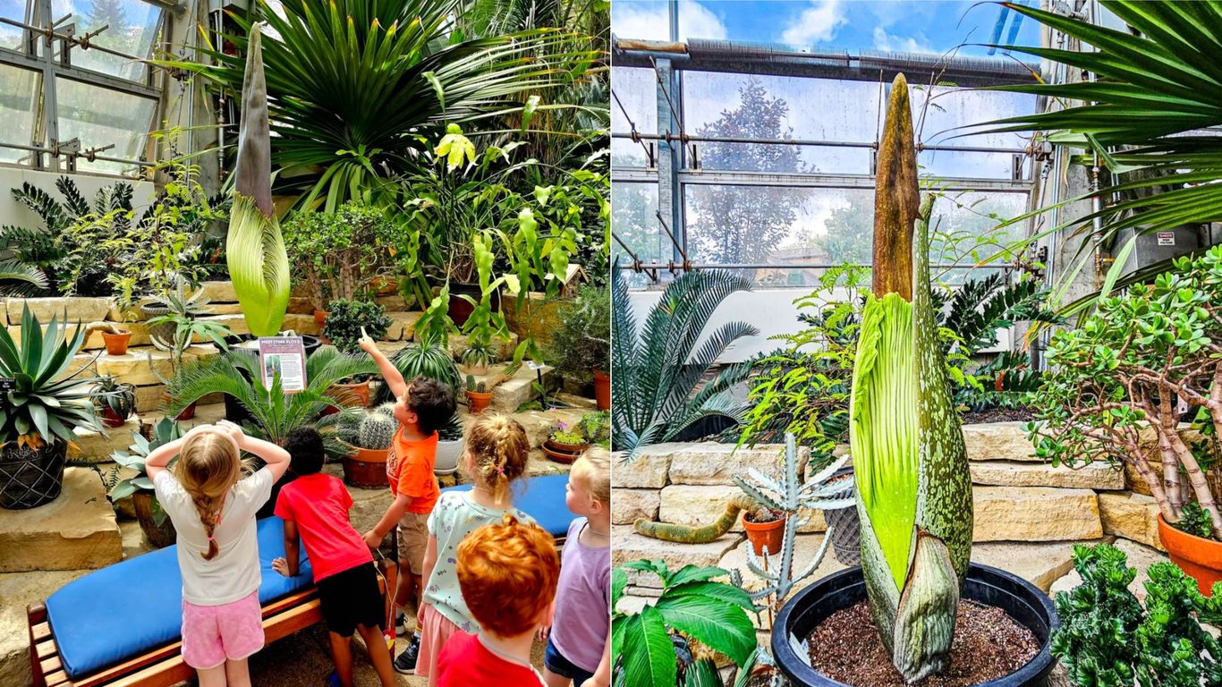 Corpse flower countdown: Stink Floyd nears bloom at Reiman Gardens ...