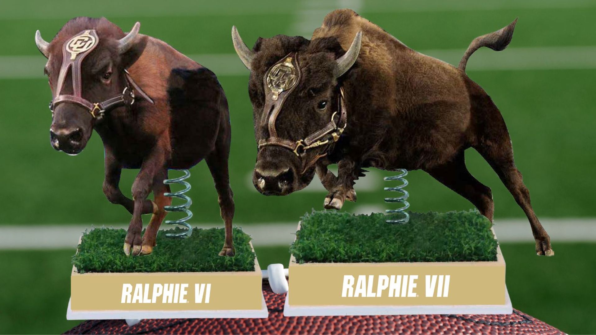 New CU Buffs bobbleheads feature Ralphie VI and VII - Axios Boulder