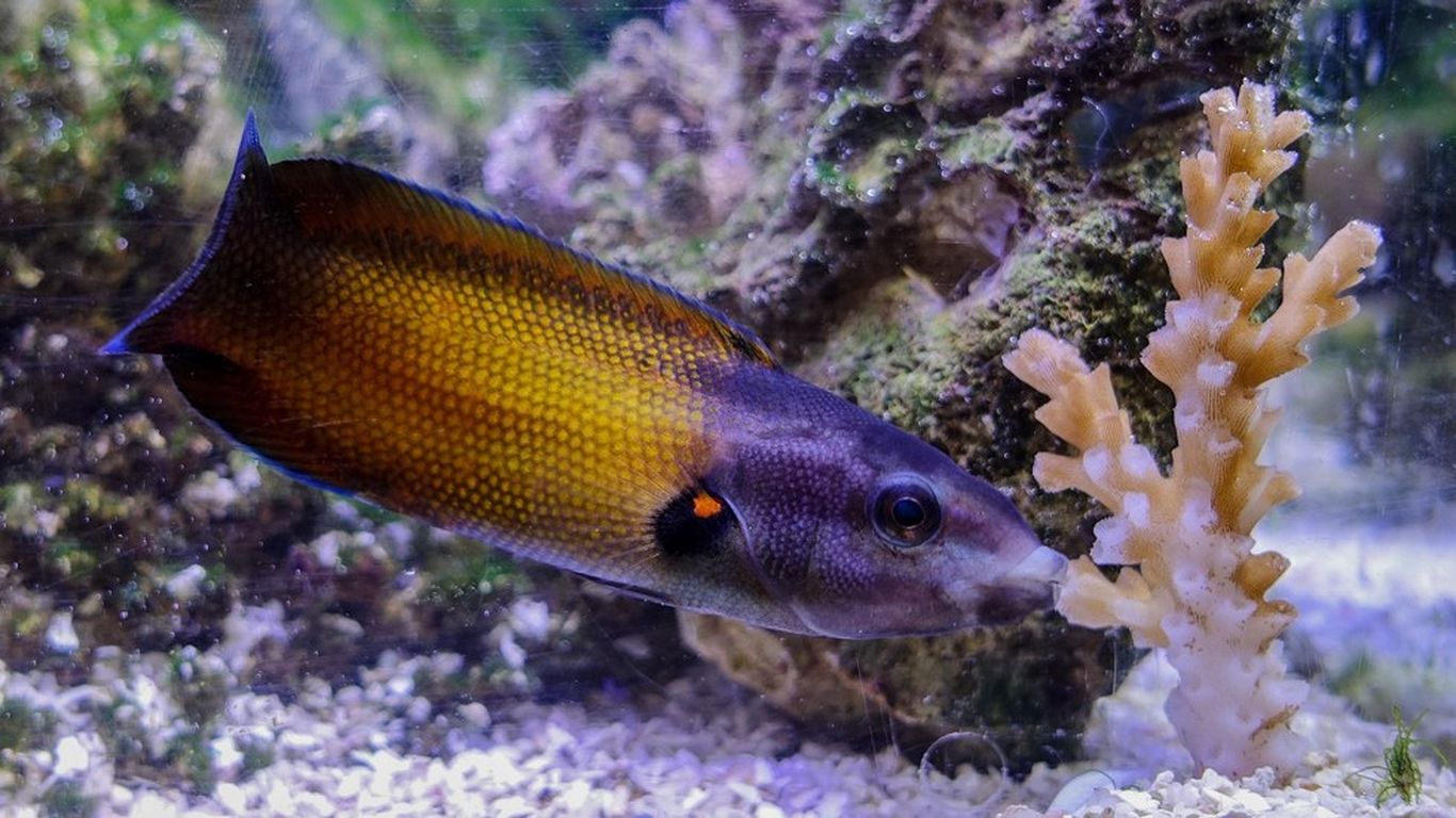 Reef fish uses specialized, slimy lips to eat venomous coral