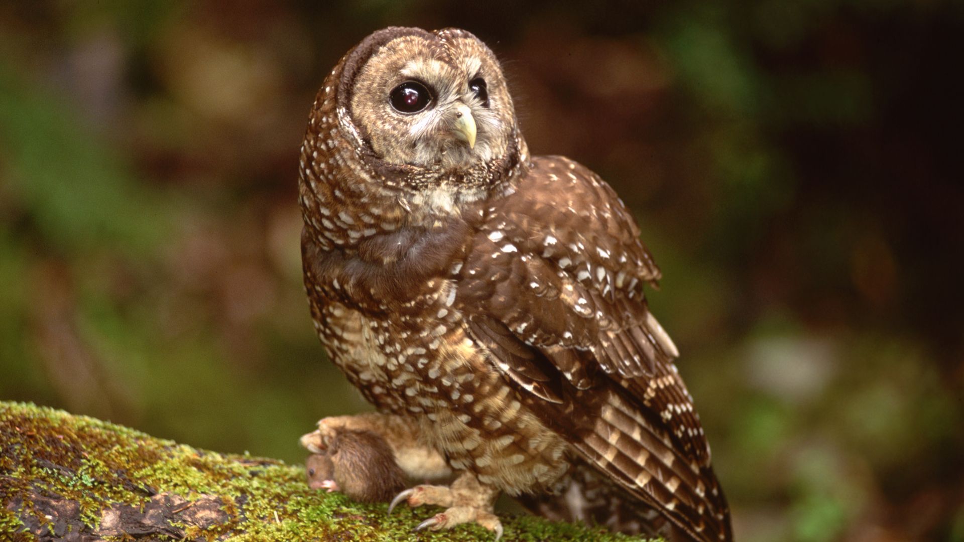 AI tool listens for endangered owls in Pacific Northwest forests ...