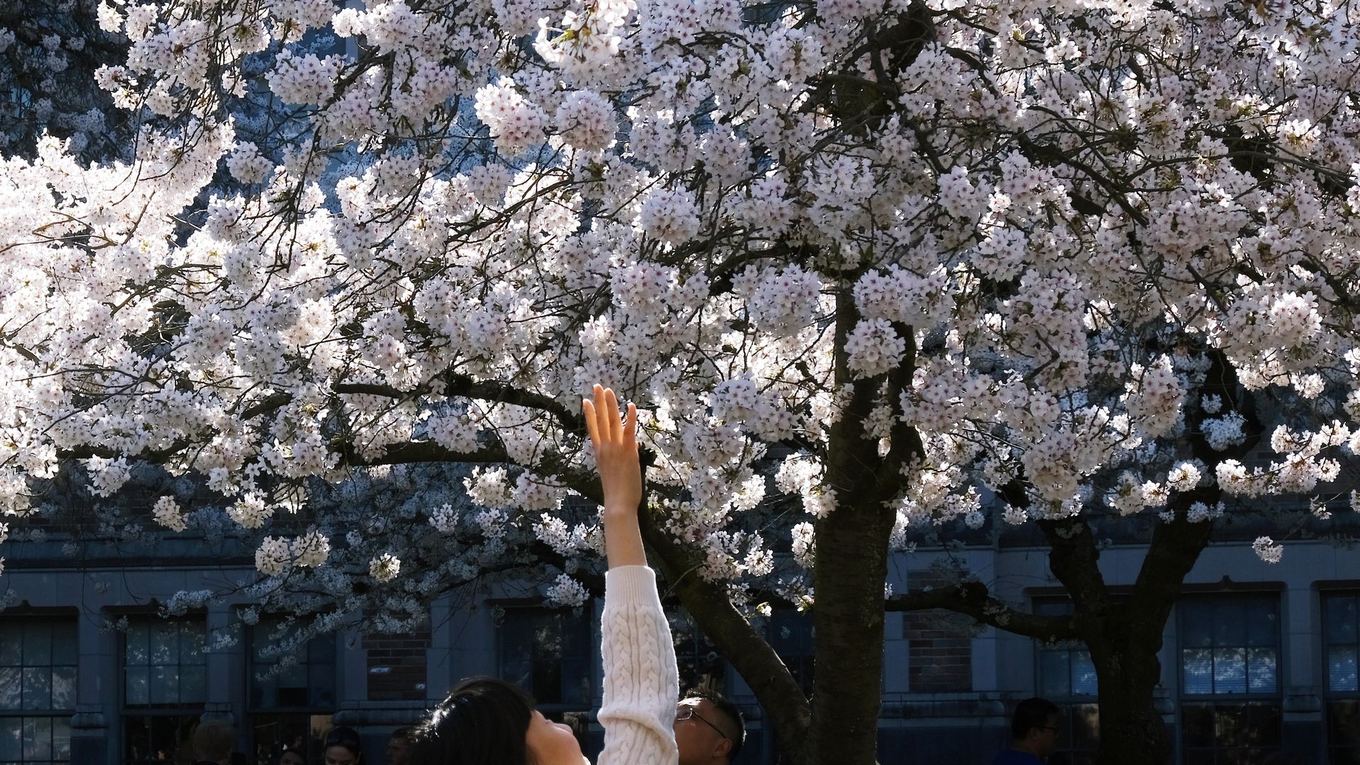 Where to see cherry blossoms at peak bloom in Seattle - Axios Seattle