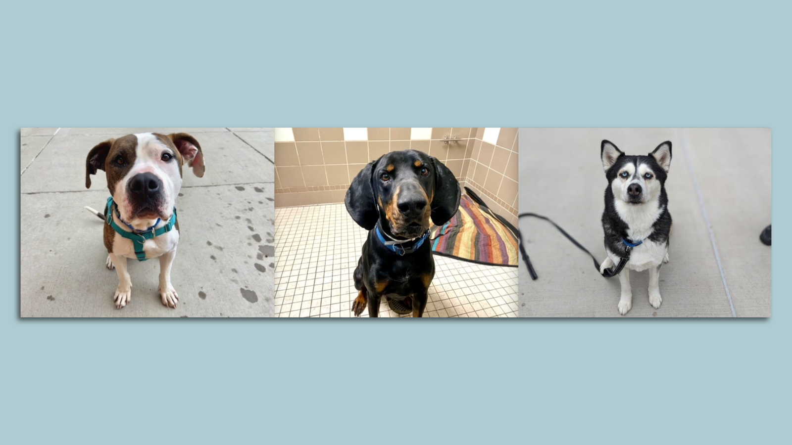 Denver Animal Shelter dogs are adoptable for just $52.80 all May ...