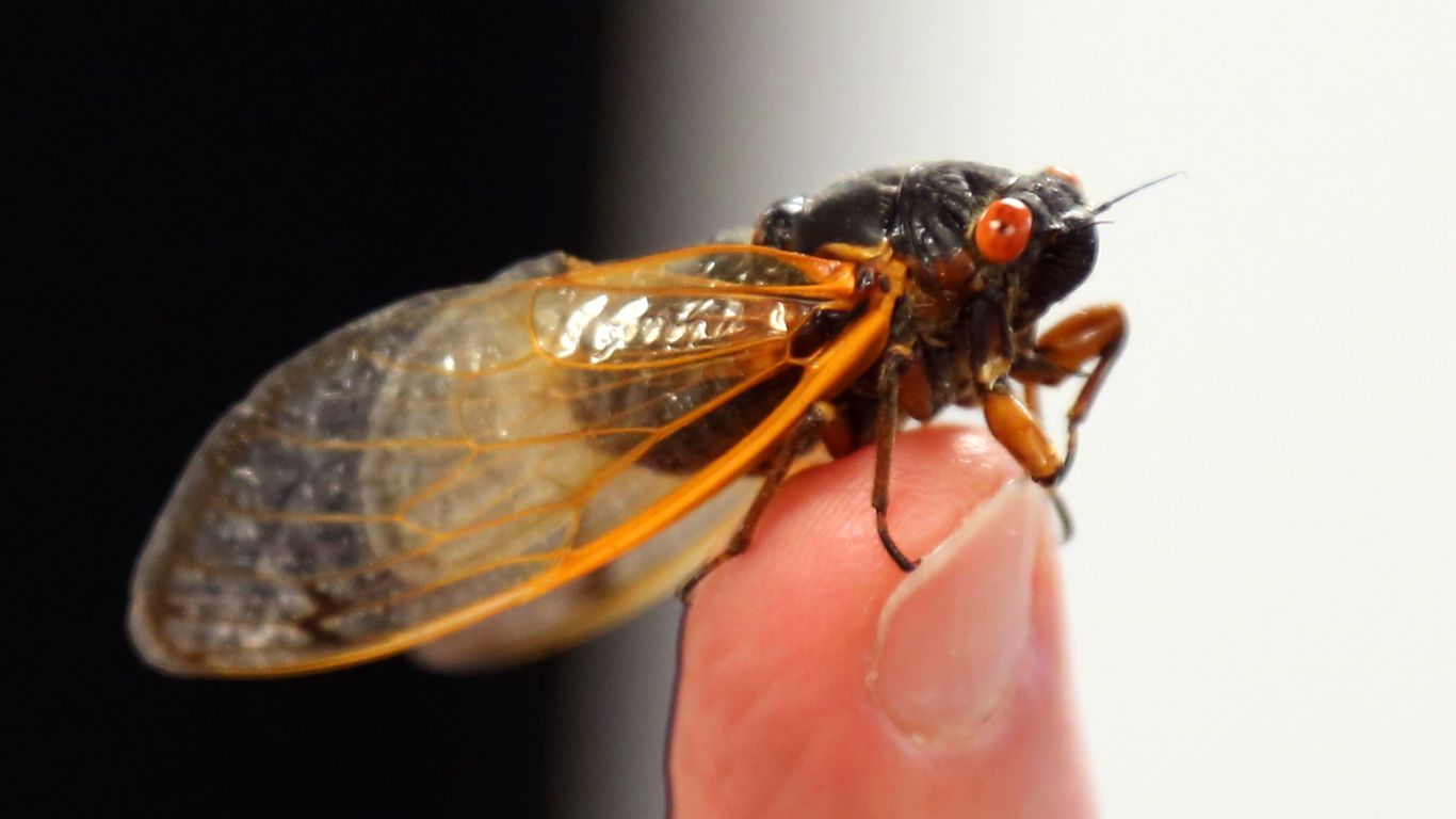 Cicada emergence creates some fine dining options - Axios Des Moines
