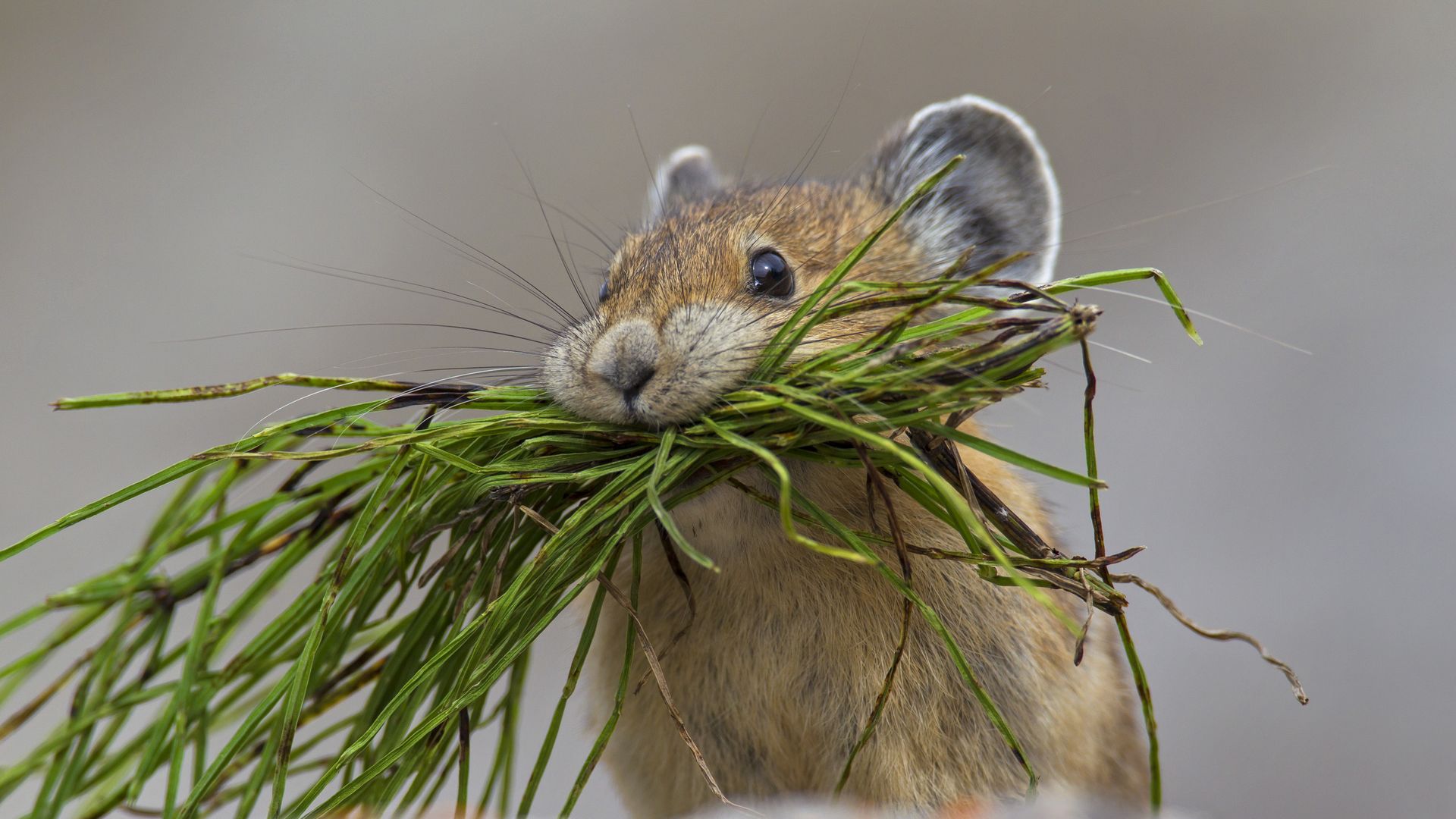 Colorado's iconic pikas could be in trouble - Axios Denver