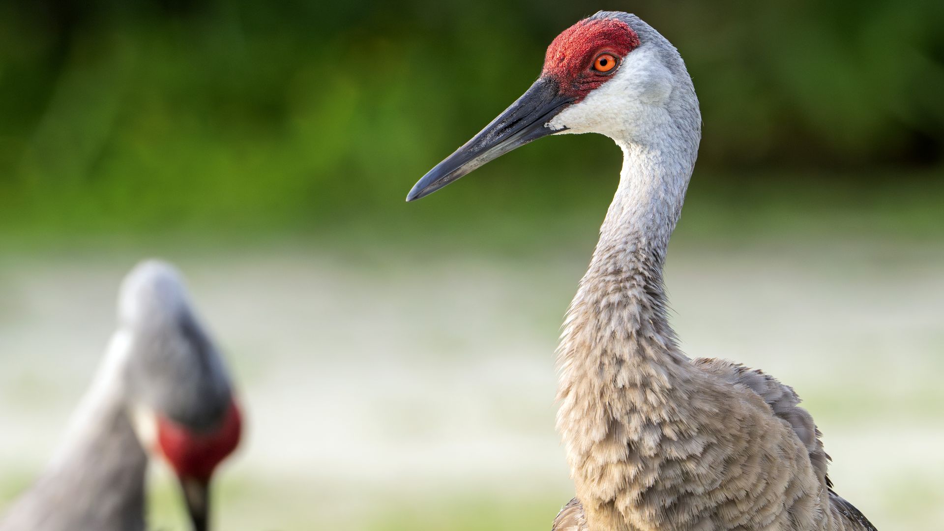 Flying in for Festival of the Cranes - Axios Huntsville