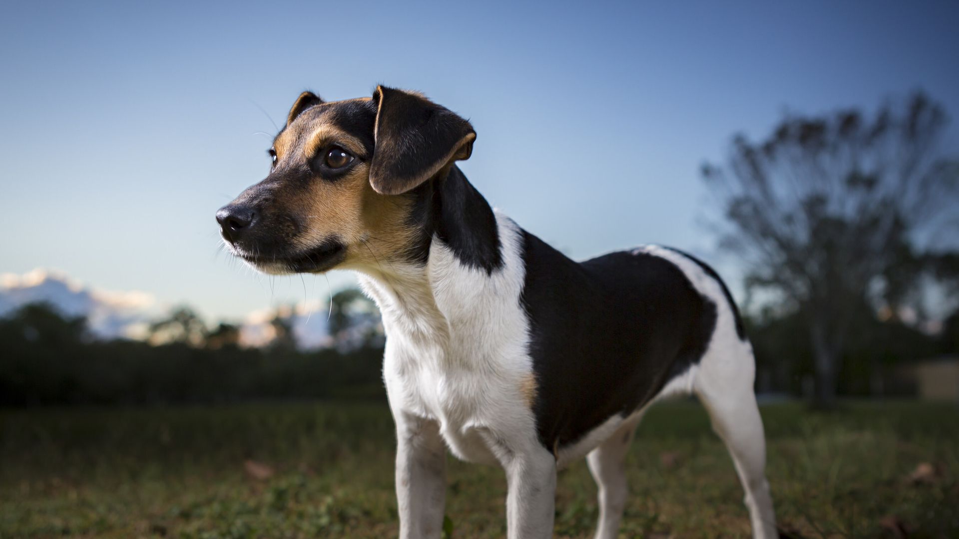 Danish-Swedish farmdog named as American Kennel Club's newest breed