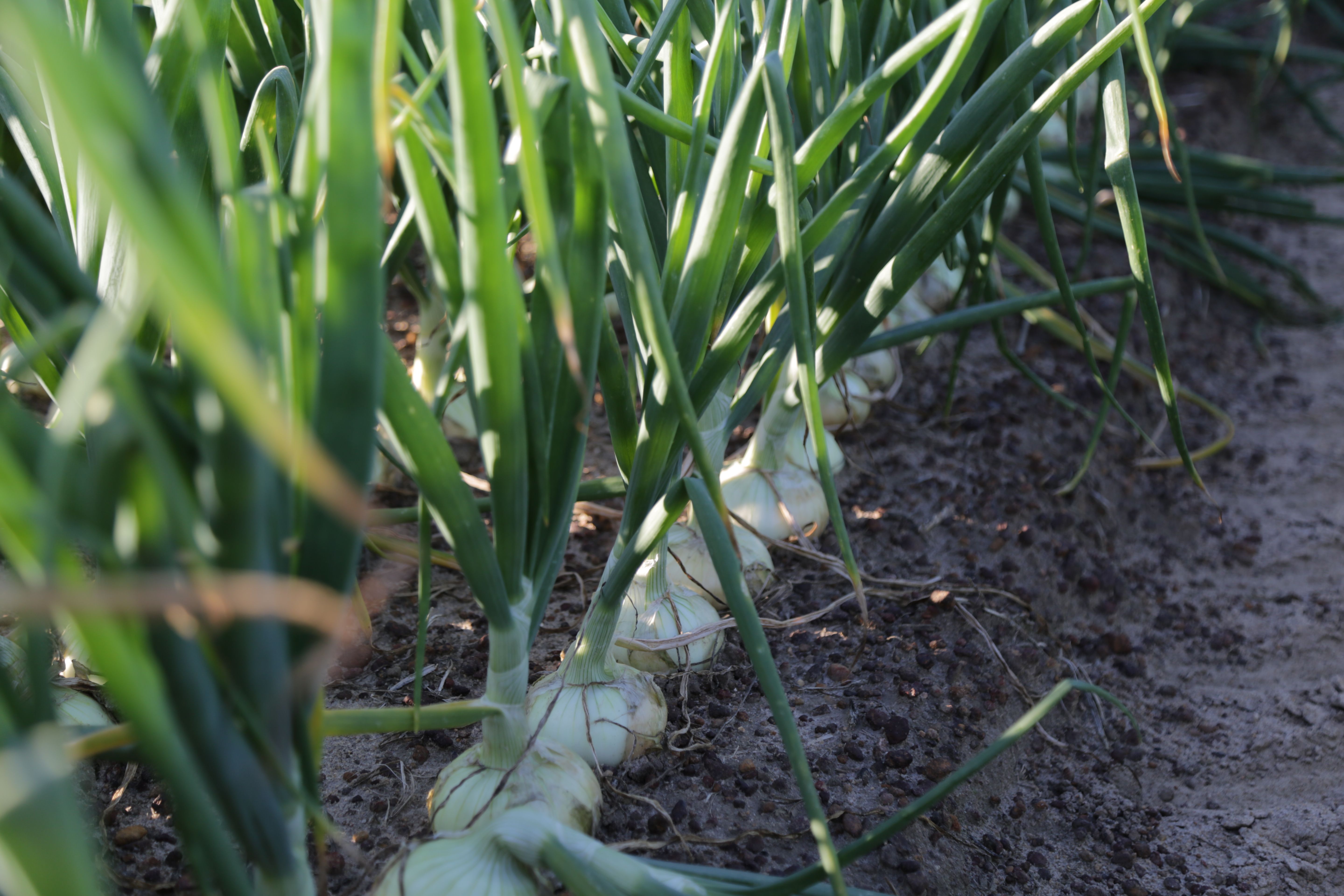 Georgia-grown Vidalia onions are coming to stores near you - Axios Atlanta