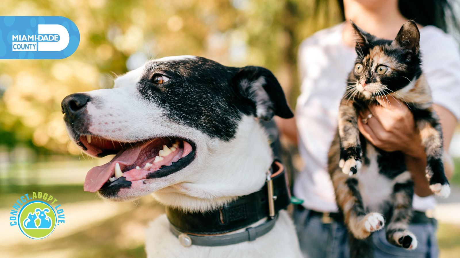 Miami-Dade Animal Services waives adoption fees for Saturday - Axios Miami
