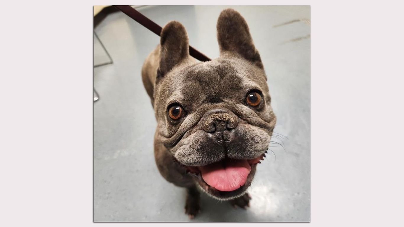 Adoptable dogs at Denver Animal Shelter - Axios Denver