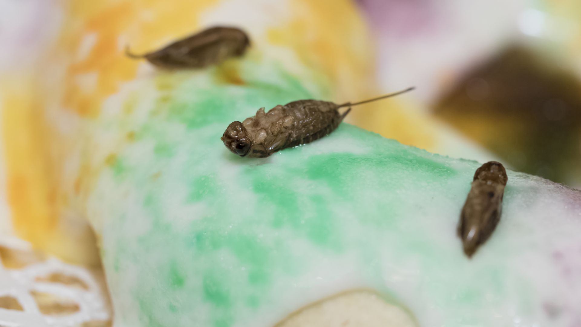 Cricket king cake is the most adventurous (grossest) Mardi Gras dessert ...
