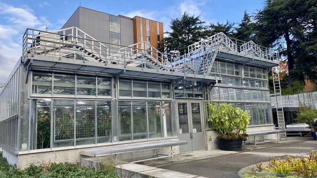 "Nature bathe" in a new greenhouse at the University of Washington ...