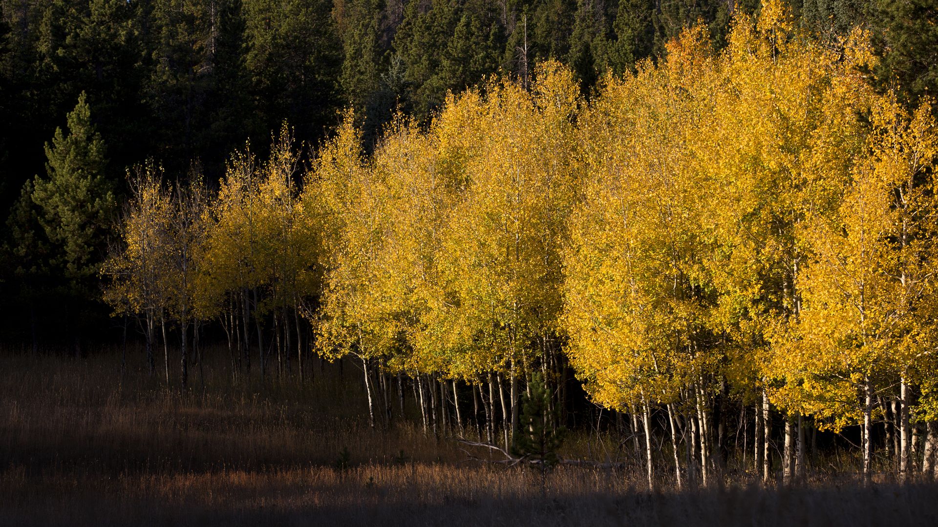 Peak to Peak Highway provides leaf peeping in Boulder County - Axios ...