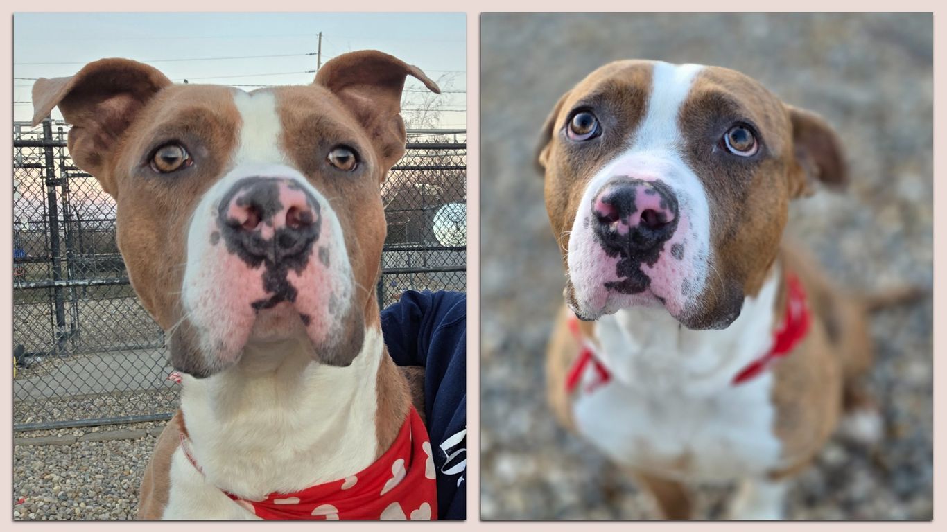 Meet Cubert, a lap dog looking for love in Indianapolis - Axios ...