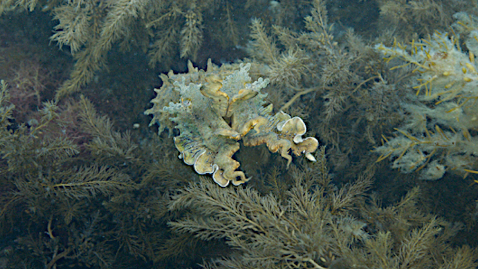 Octopuses show scientists how to hide machines in plain sight