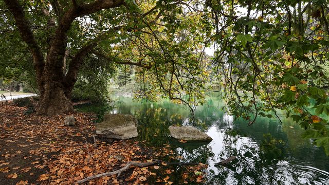 Where to see fall foliage in the Bay Area - Axios San Francisco