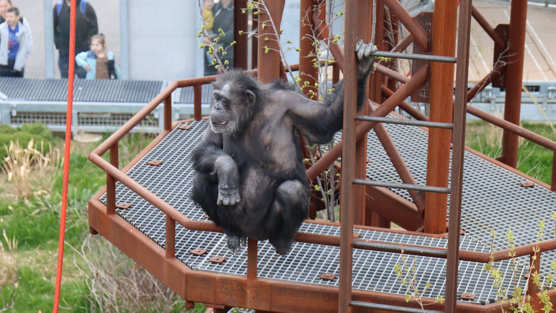 Chimps debut at Indianapolis Zoo - Axios Indianapolis