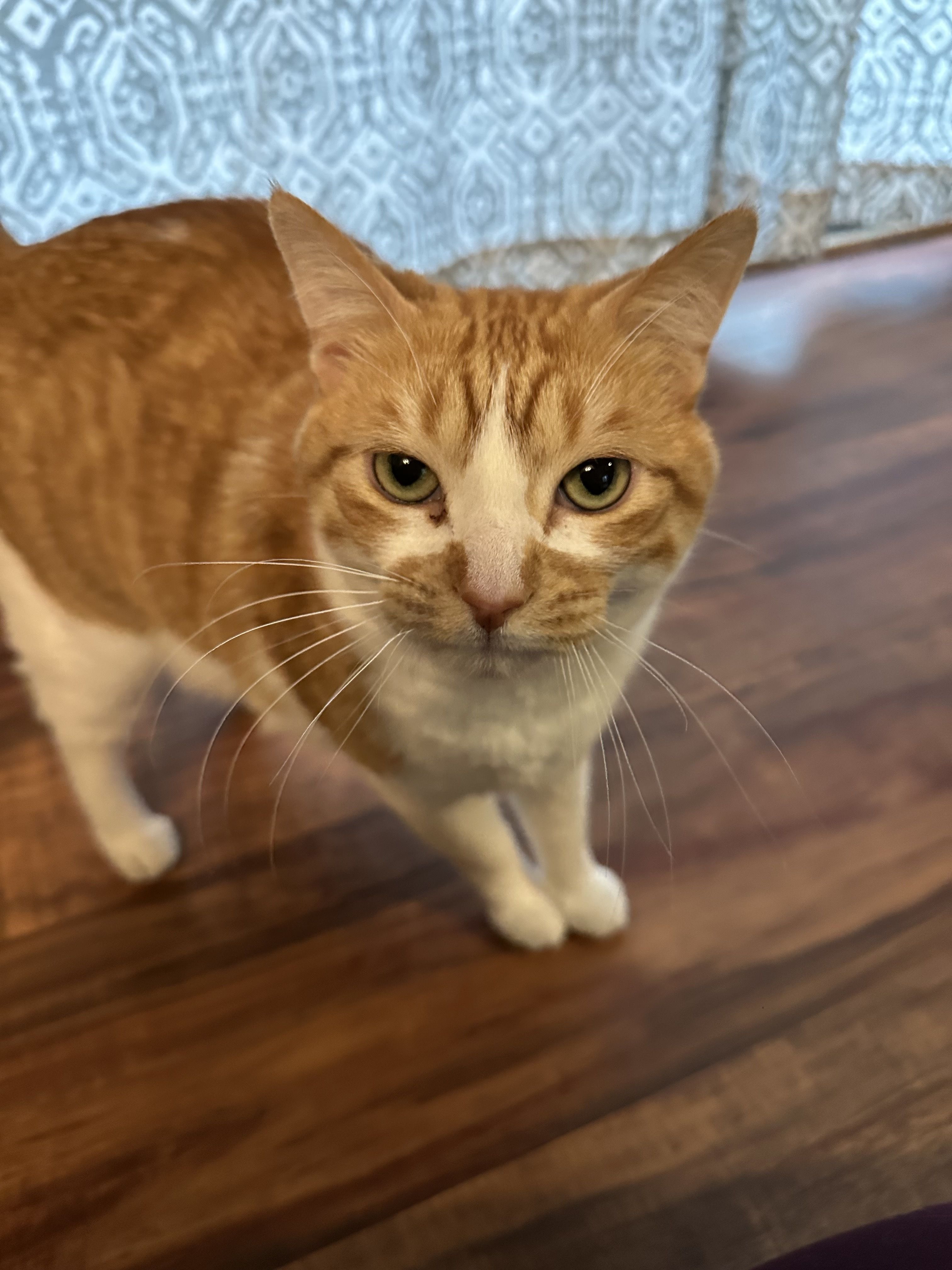 Pics to go: The pets who run Alex and Worth's homes - Axios NW Arkansas