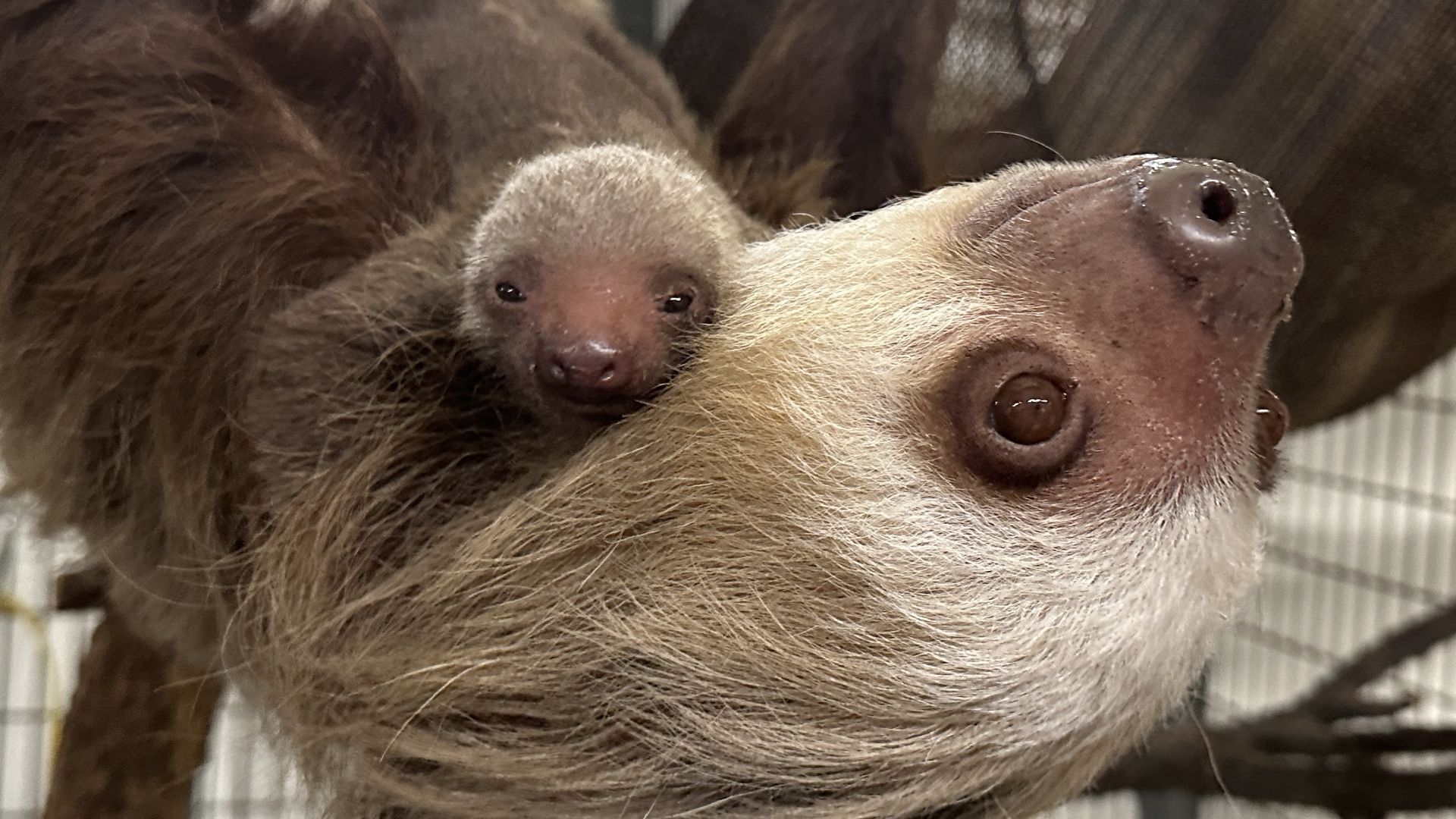 Cheyenne Mountain Zoo's new baby sloth - Axios Denver