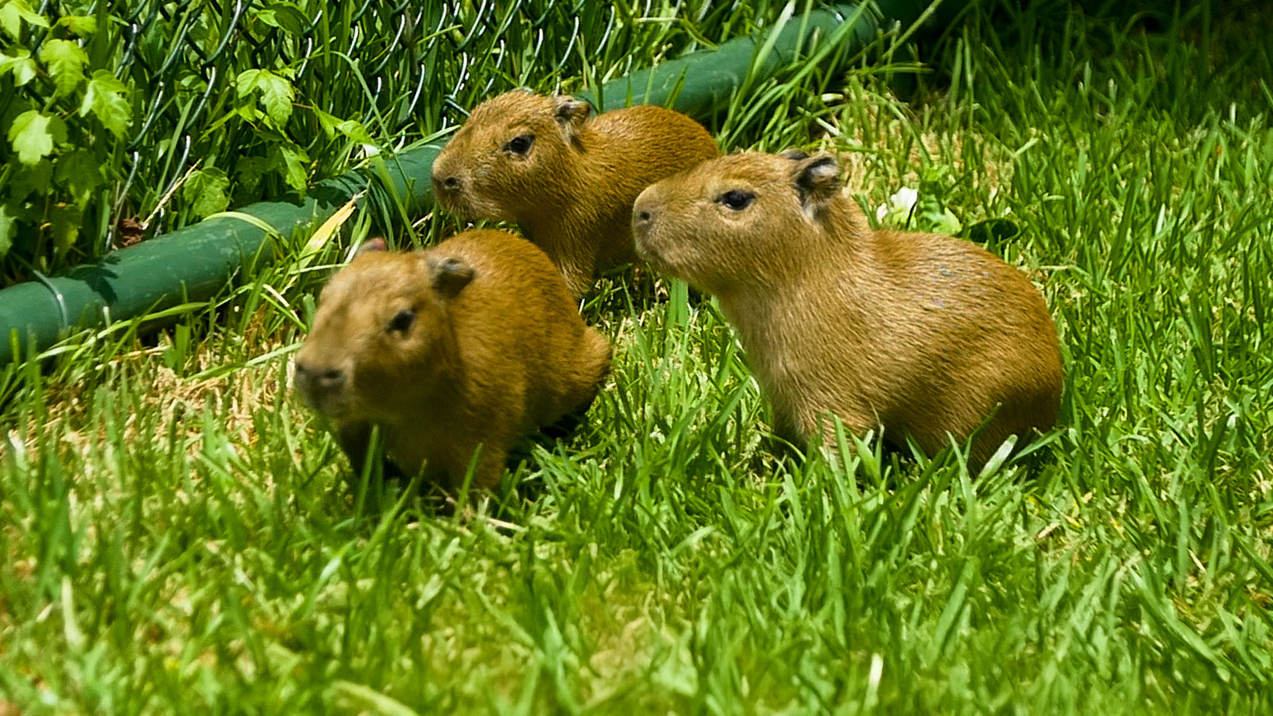 New capybara pups born at Audubon Zoo in New Orleans - Axios New Orleans