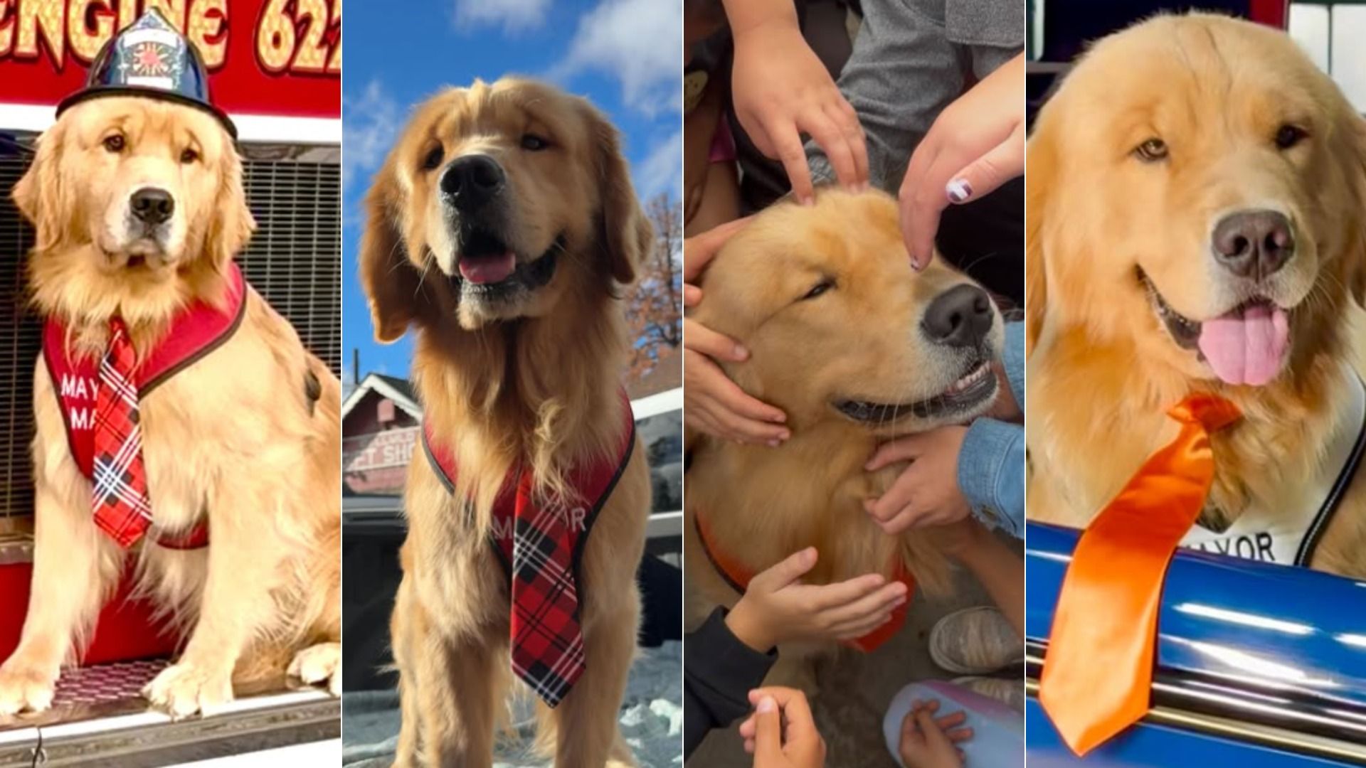 Meet Mayor Max, the dog running Idyllwild - Axios San Diego