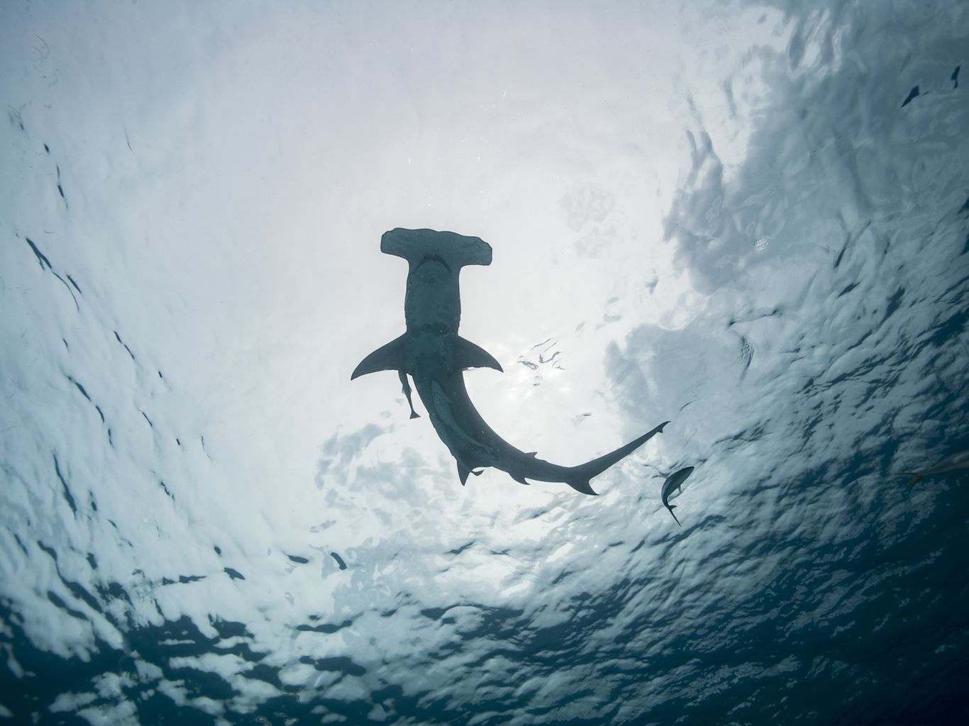 Hammerhead Shark Wallpaper