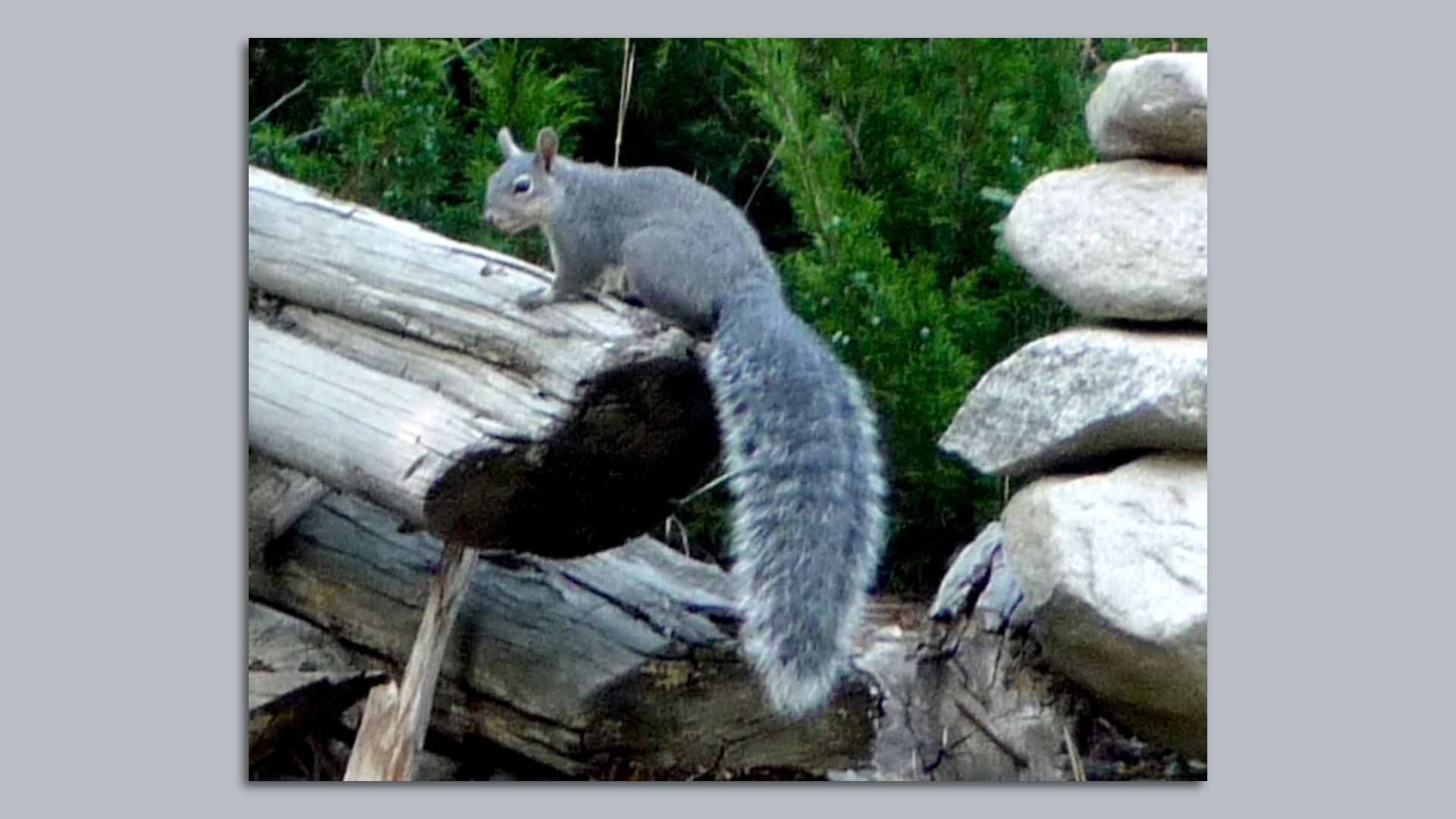 Western gray squirrel listed as endangered in Washington state - Axios ...