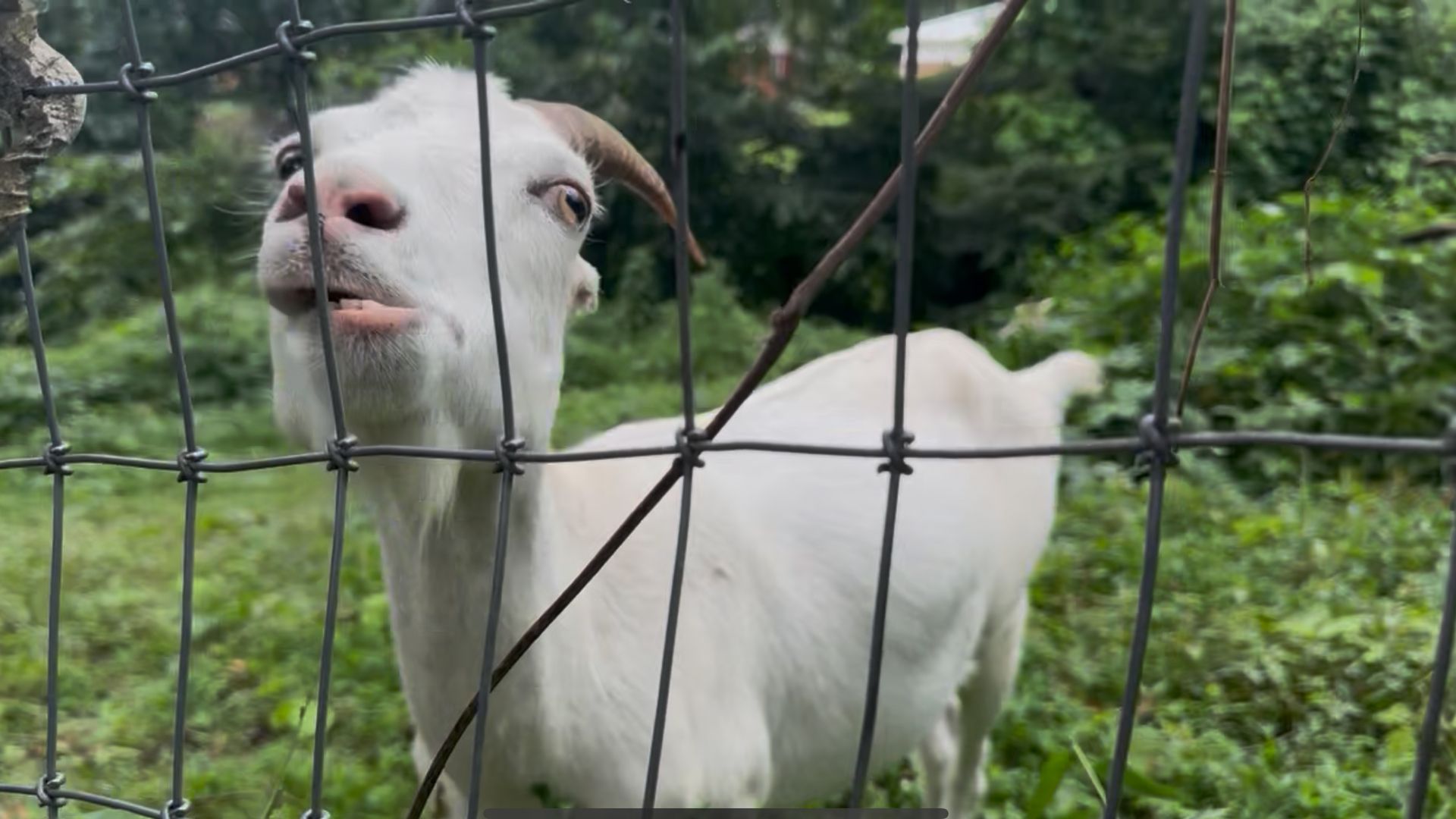 When weed whackers failed, goats came to eat our Atlanta backyard kudzu - Axios Atlanta