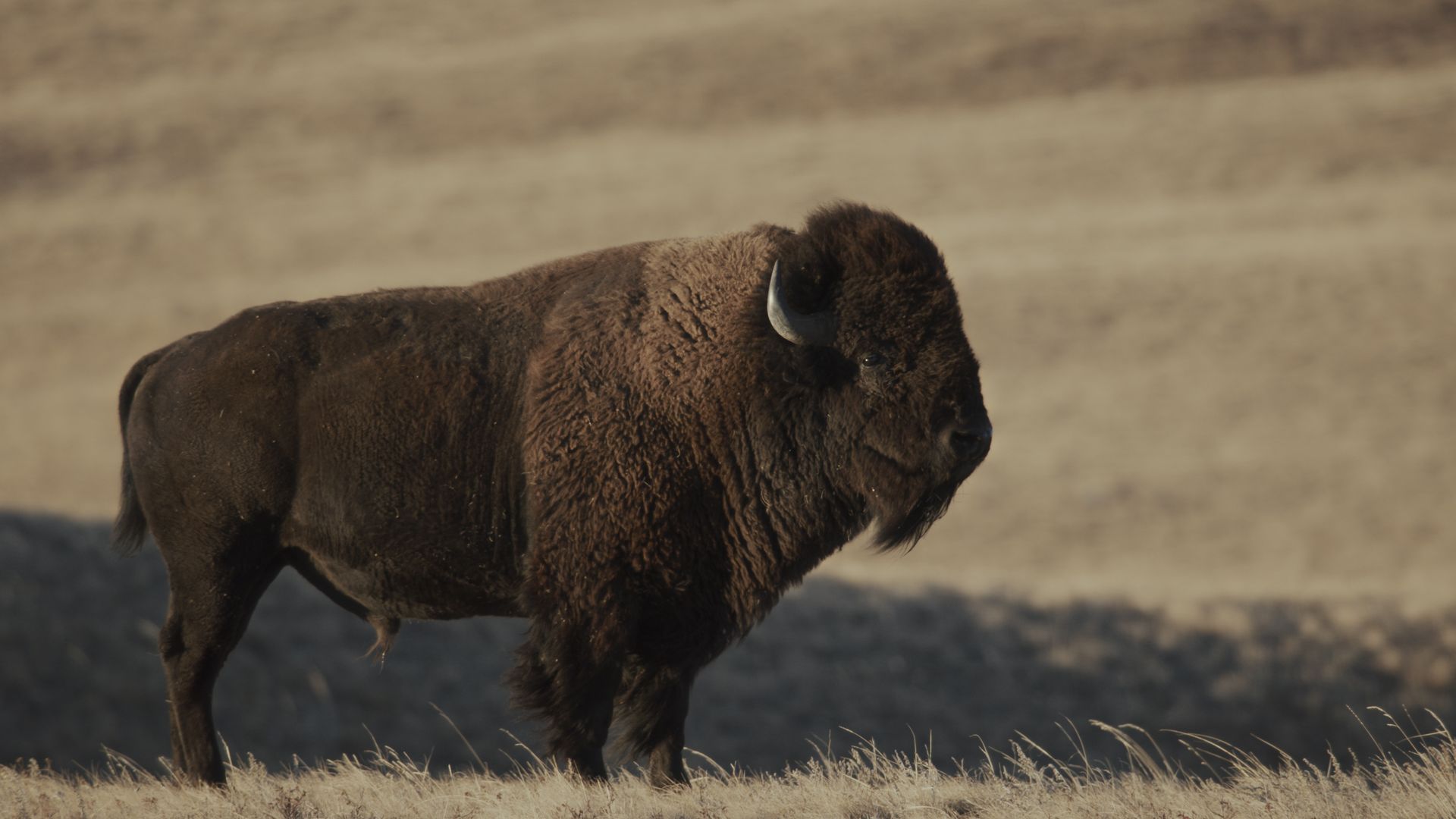 PBS to air Blackfeet buffalo documentary with Lily Gladstone