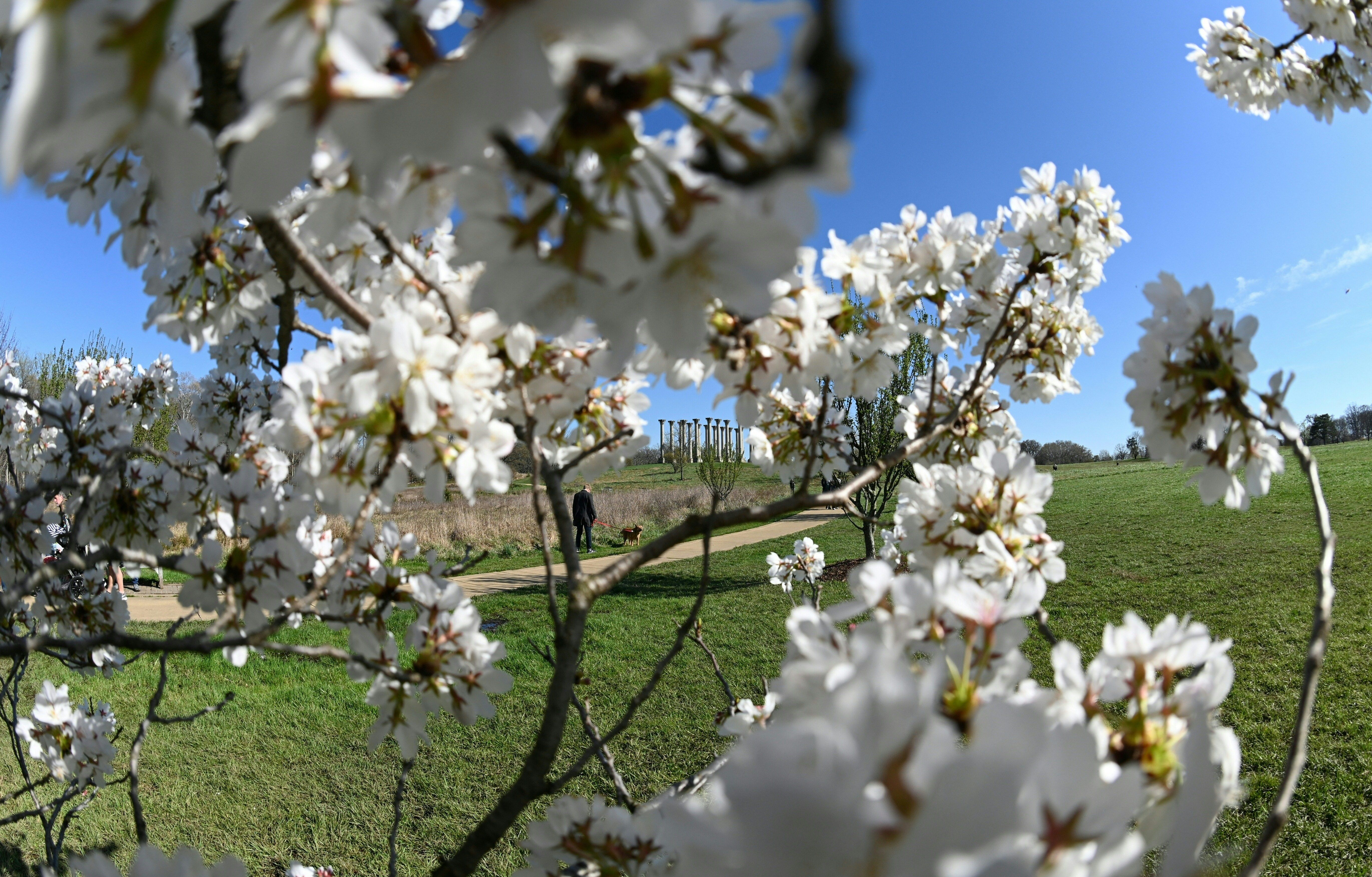 Things to do in DC this weekend: Bloomaroo, Blossom Kite Festival ...